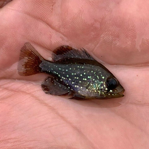 Wild Fish Tanks | eBay Stores