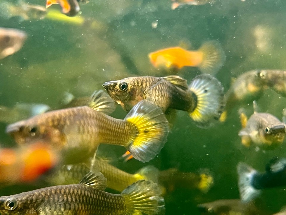 Fancy Mutt Guppy LIVE FRY PACK - 25+ Home Raised - Spring Shipping ...