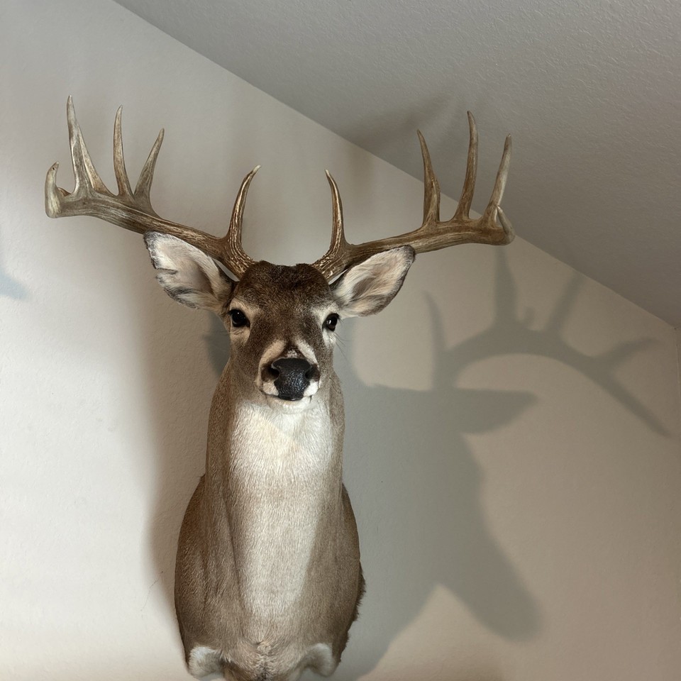12 Point 23.5” Spread Whitetail Deer Shoulder Mount – Wide Rack | eBay