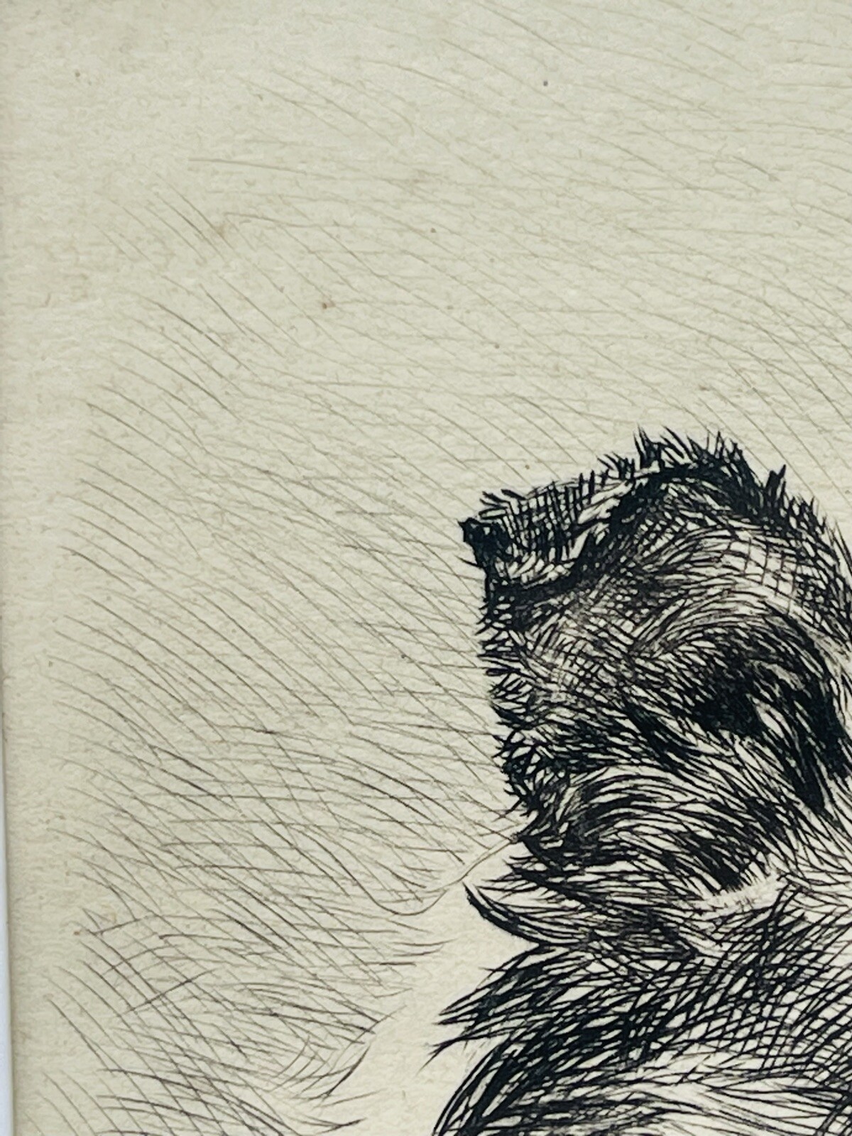 1930’s Signed Collie Dog Drypoint Etching. Dog Portrait Artist ...