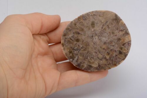 Other Fossils for sale | eBay UK