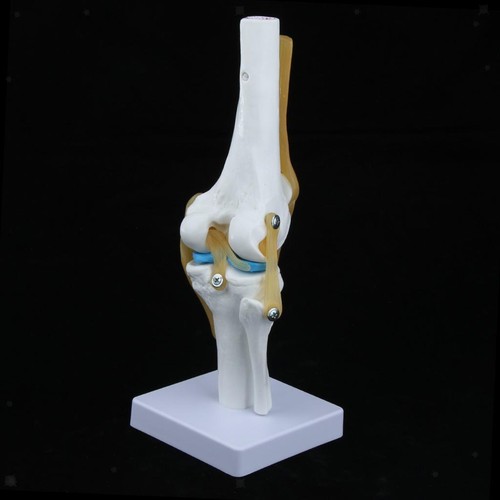 Human Knee Anatomy Skeleton with Ligaments Joint Model Nursing Teaching ...