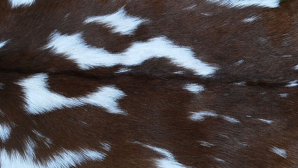 GOAT Western taxidermy Hide Rug Natural Pattern Fur Goat Hide Rode SA ...