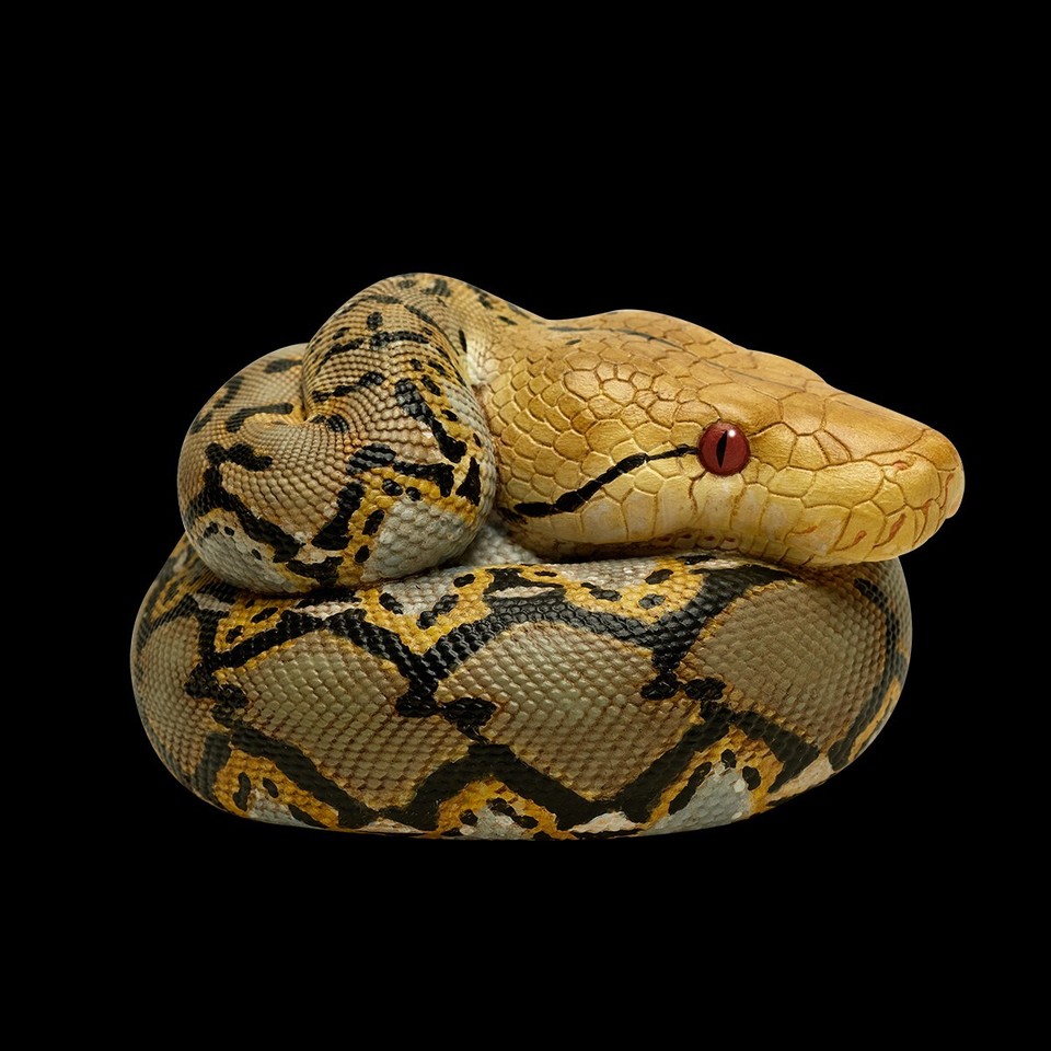 【In-Stock】 Animal Heavenly Body Reticulated Python reticulatus Snake ...