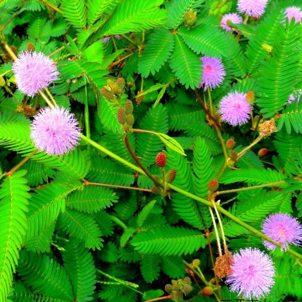 Organic Dried Mimosa Pudica sensitive Plant Roots/Leaves/Seeds Herb ...