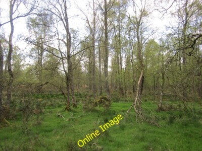 Photo 6x4 Birch wood Clathy On the south side of the Gask ridge. c2013 ...