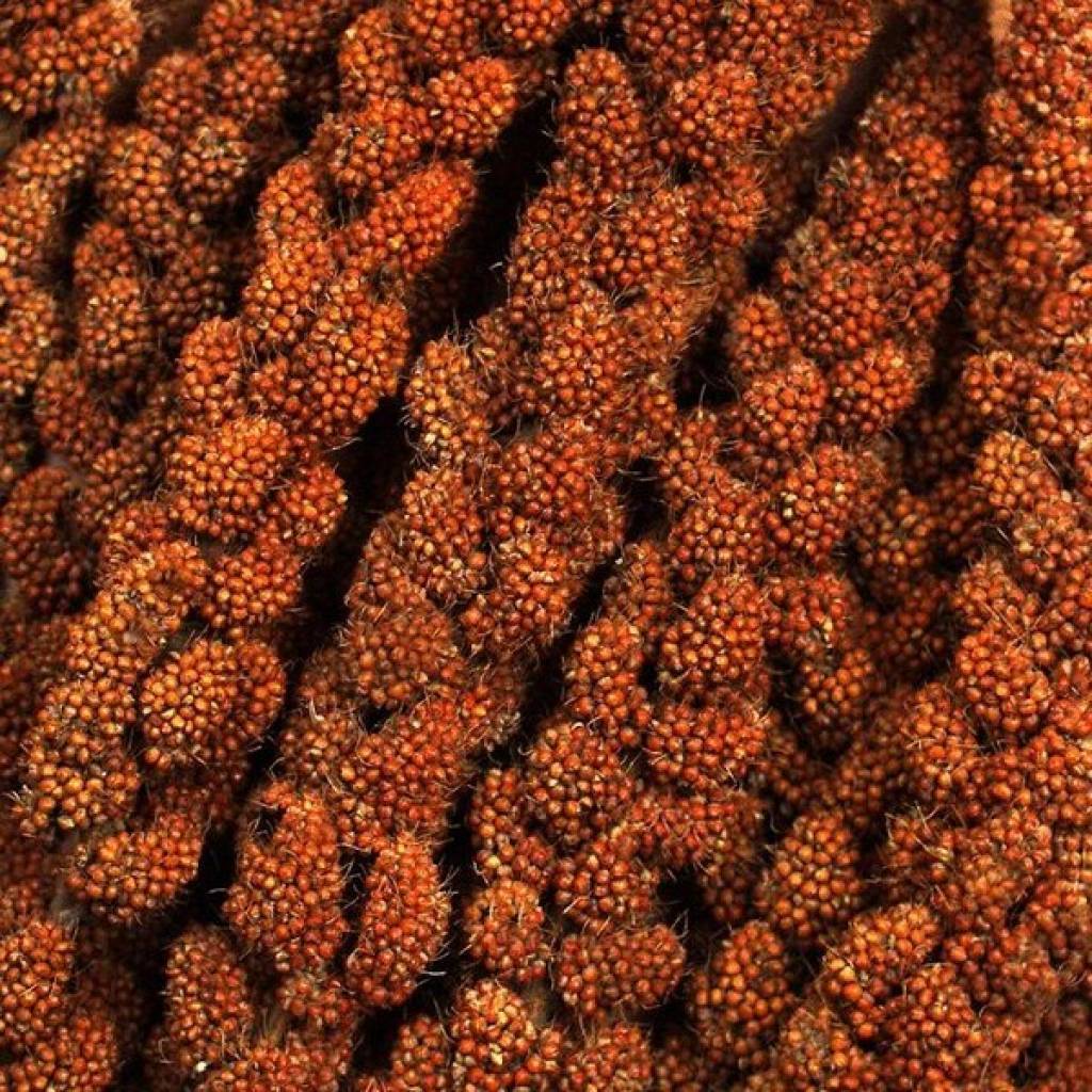 French Red Millet Sprays 250g - Bird Treat - Small Animal Treats | eBay UK