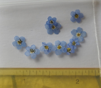 10 pc Dried Pressed Forget Me Not Flowers for Art, Crafts, Papermaking ...