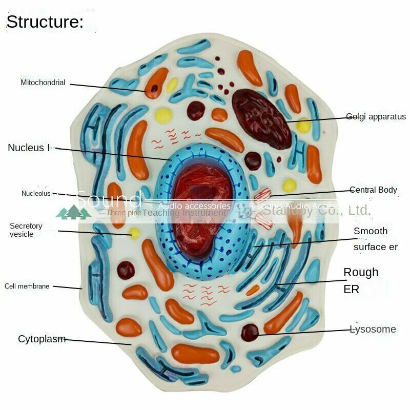 Nuclear Envelope In A Animal Cell