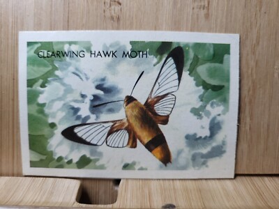 Shell Project Cards BUTTERFLIES AND MOTHS🏆#207 CLEARWING HAWK MOTH 1960 ...