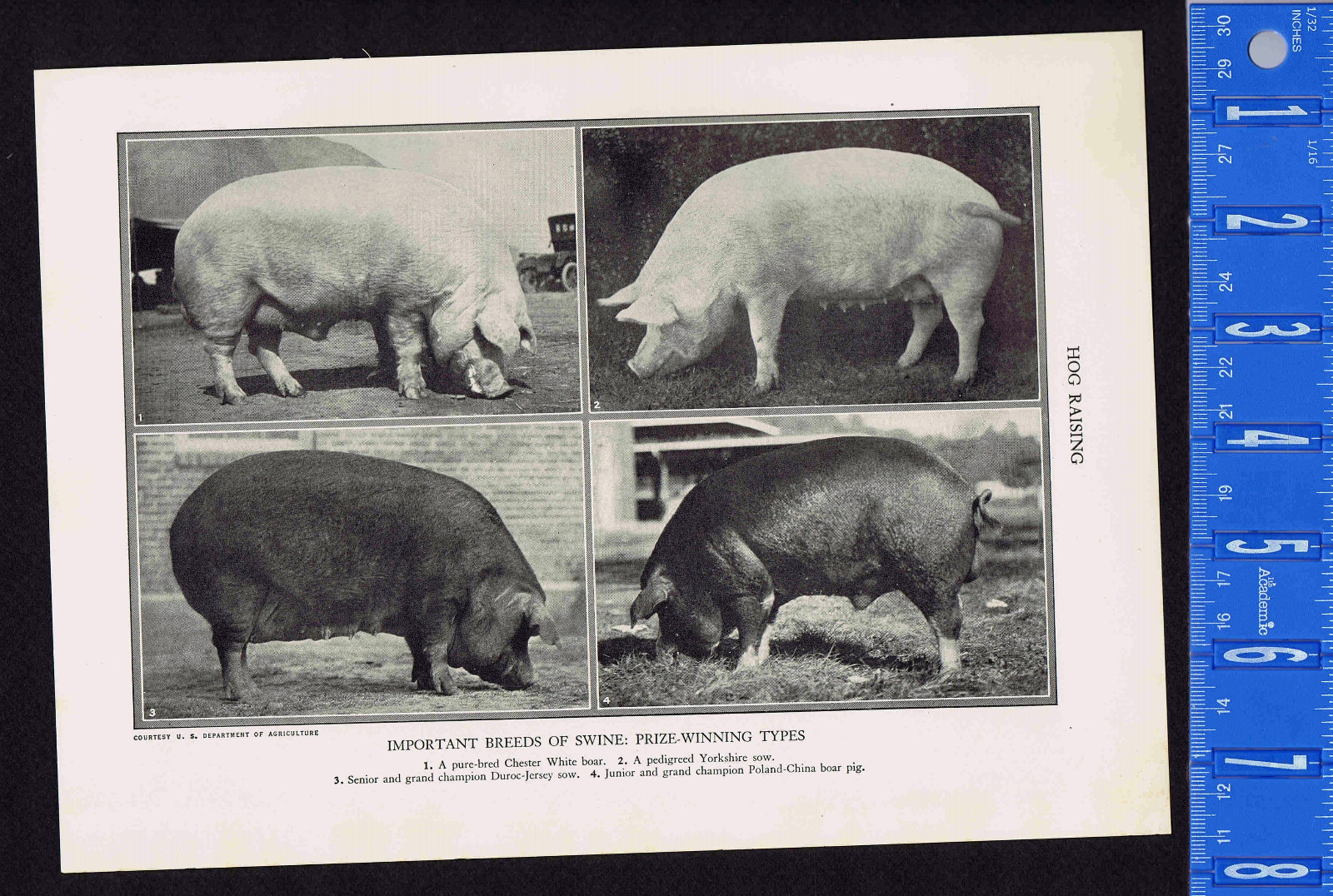1930s Prize-Winning Hogs, Swines & Boars-1932 Historical Print | eBay