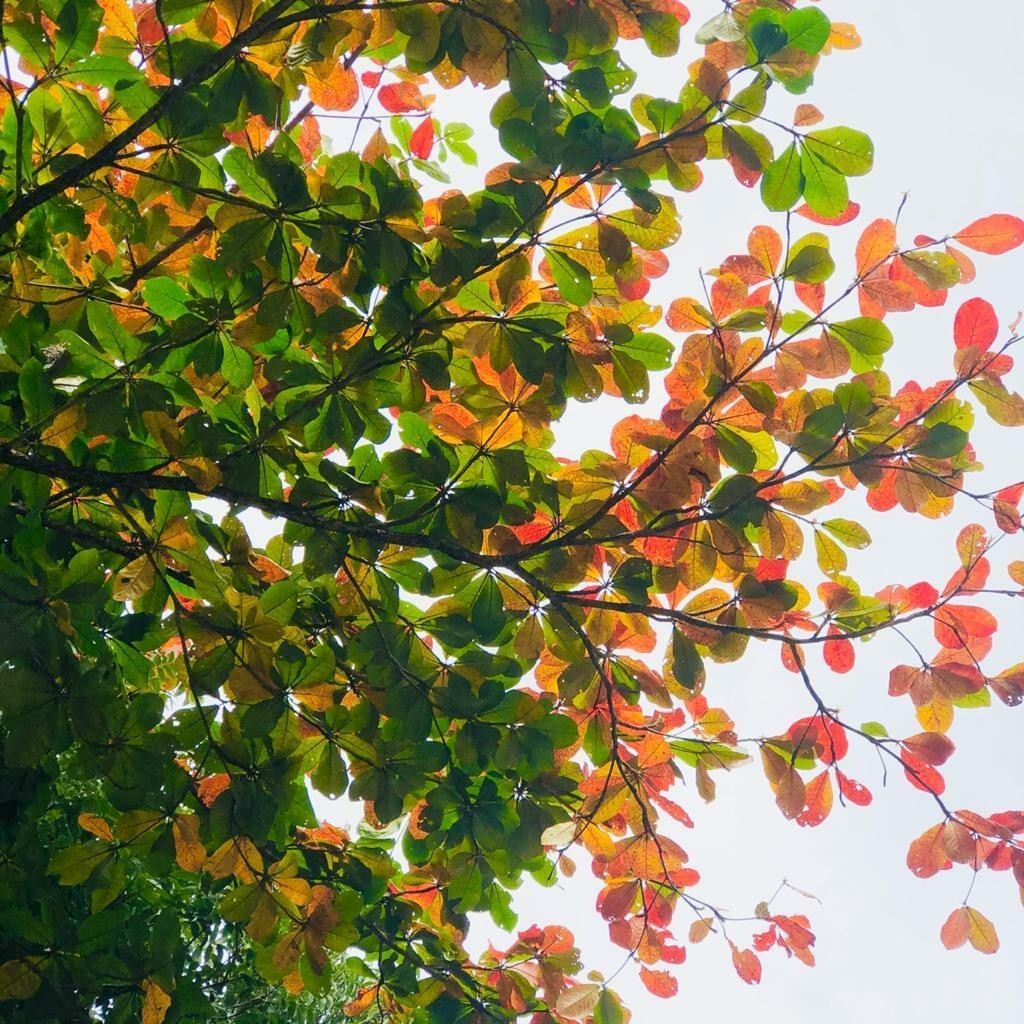 20 pcs NATURAL KETAPANG LEAF CATAPPA ALMOND LEAVES FISH CHERRY SHRIMP ...