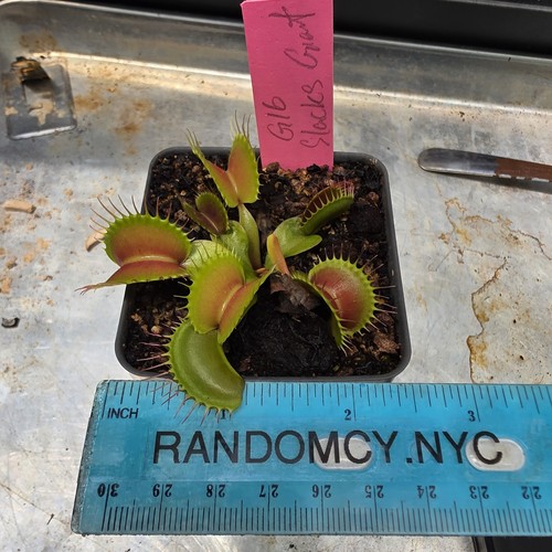 Venus Flytrap "G16 Slack's Giant" - Dionaea Muscipula, Live Carnivorous Plant | eBay