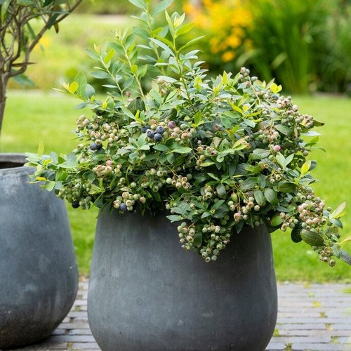 Blueberry Sunshine Blue Evergreen Bush edible soft fruit Rubus berry ...