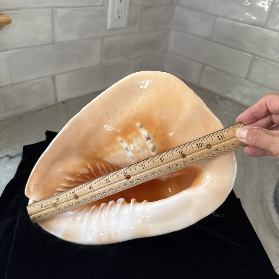 Large Queens Horned Helmet Conch Sea Shell - Beautiful - 11 3/4" Tall ...