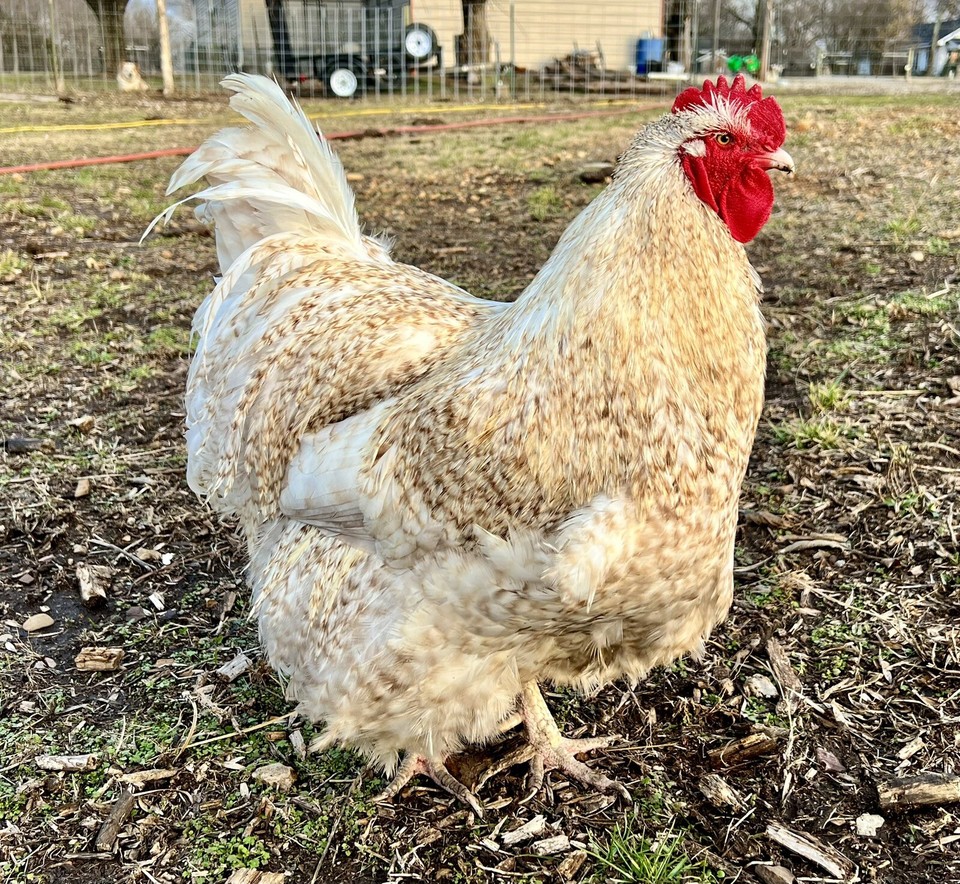 6+ Chicken Hatching Eggs Ameraucanas, Easter Eggers, Salmon Faverolles, Brahmas | eBay