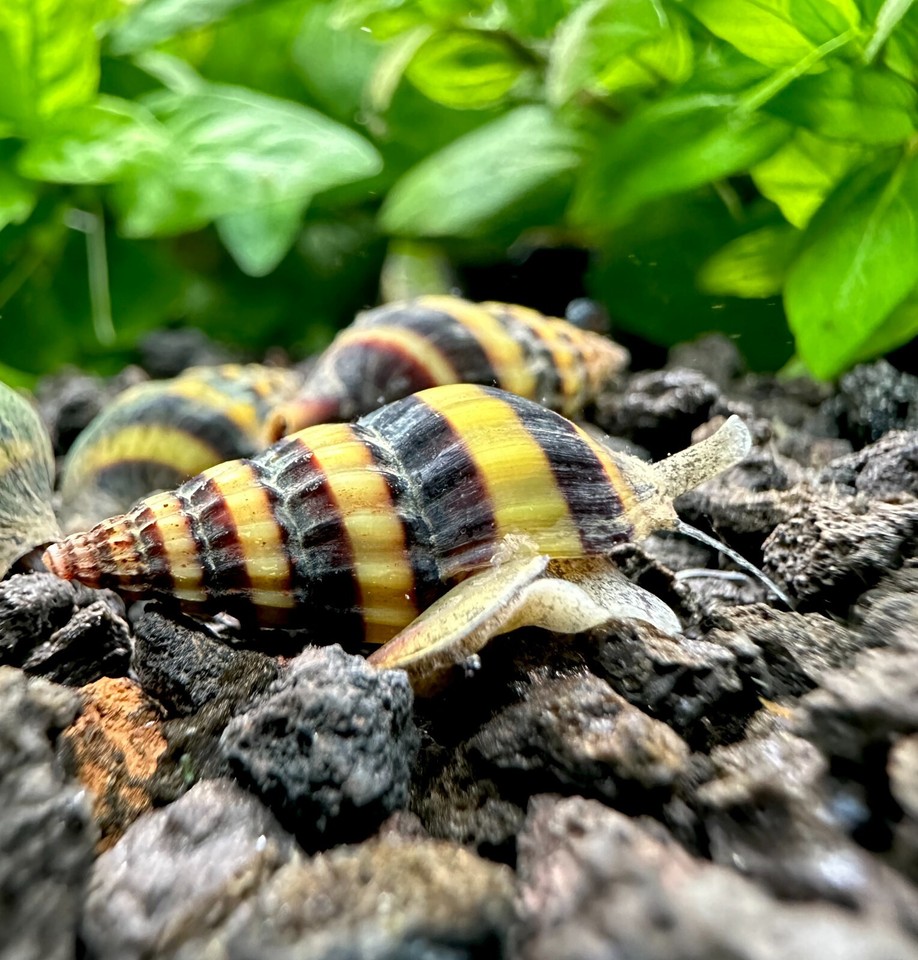 3 Assassin Snails (Clea helena) Live Freshwater Snails - pest snail ...