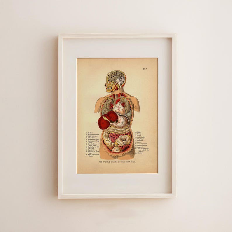 Vintage Human Anatomy Poster, Internal Organs Of The Human Body Poster ...