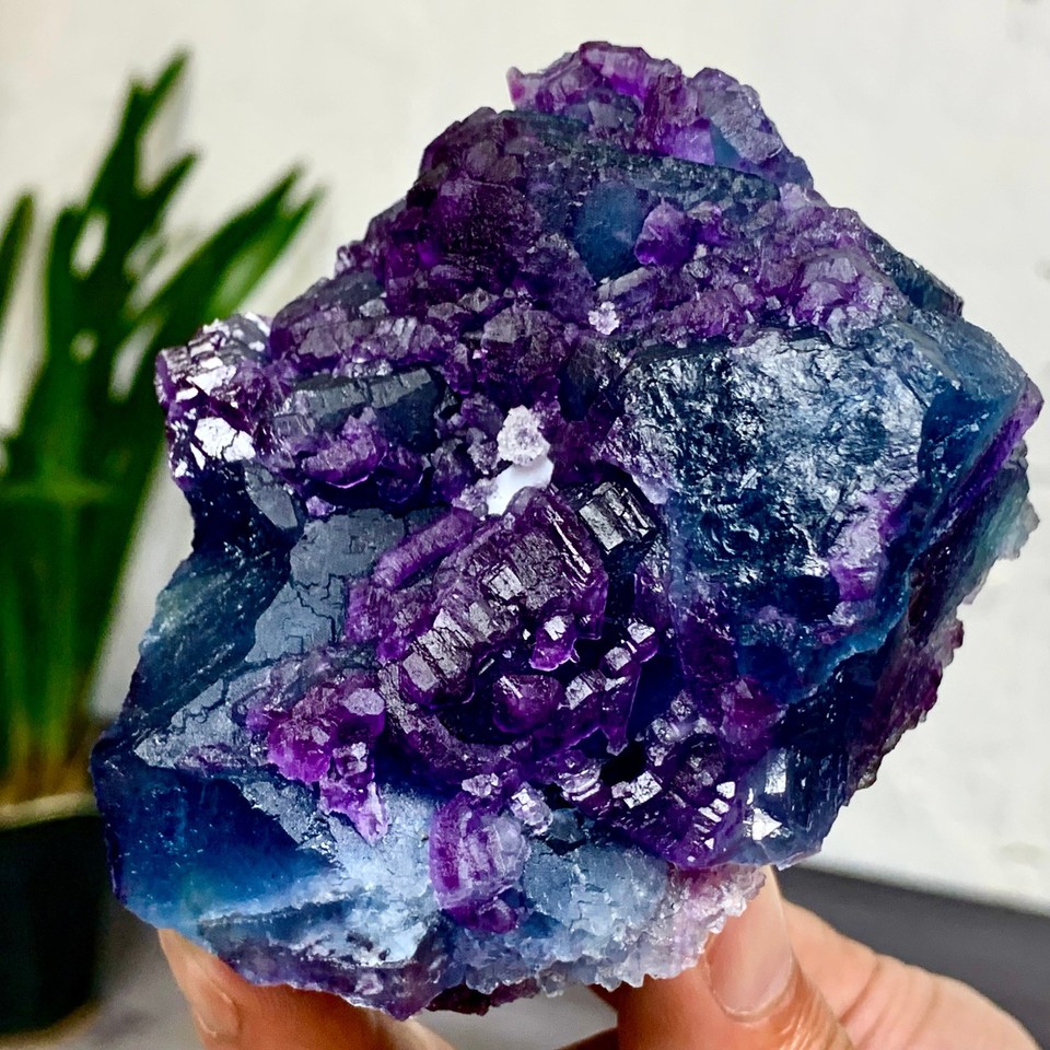 1.18LB Rare transparent blue purple cubic fluorite mineral crystal ...