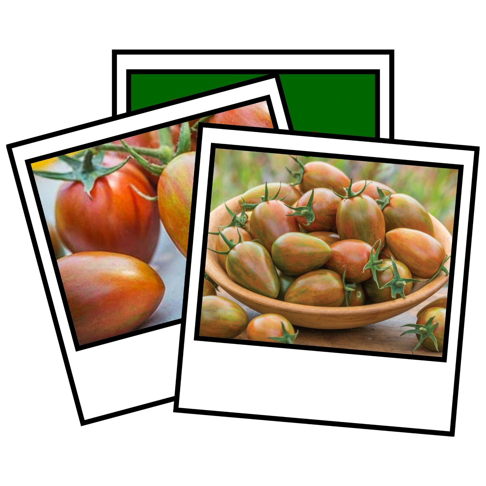 F1 Shimmer Tomato Seeds Sweet & Juicy Cherry Tomatoes Succulent Flavour ...