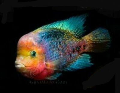 FANTASTIC SYNSPILUM CICHLID 1.5 To 2"(Vieja melanura) | eBay