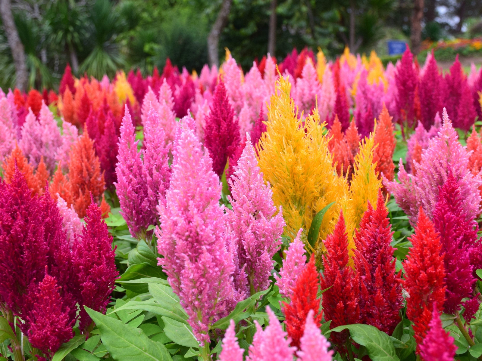 150 Mixed PAMPAS PLUMES COCKSCOMB Celosia Plumosa Flower Seeds | eBay