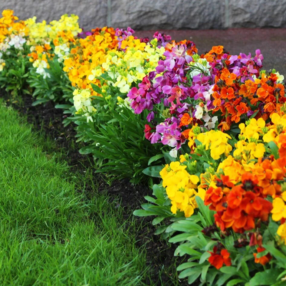 55 SEEDS - ENGLISH WALLFLOWER - Perennial mix - GroCo - BUY ANY 15=FREE ...