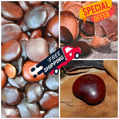 10+ Entada seeds Rheedii African Dream Herb Sea Bean Organic Kakkumkaya ...