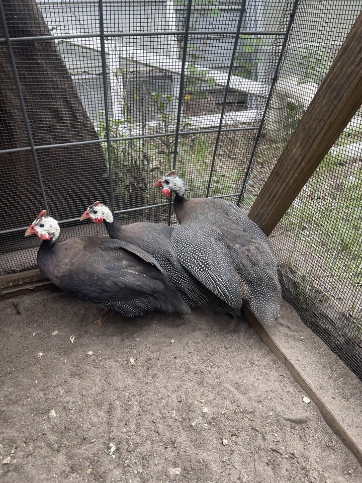 10 ++ Assorted Guinea fowl hatching eggs | eBay