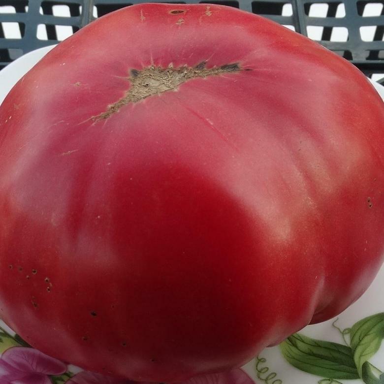 Seeds Tomato Giant Sizeless Raspberry-Pink Vegatable NON-GMO Organic ...
