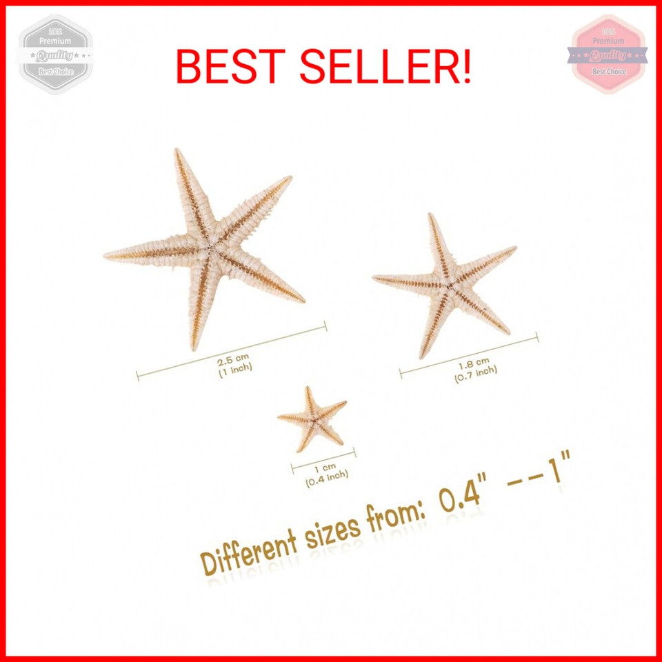 100 Pcs Small Starfish Star Sea Shell Beach for Craft 0.4"-1" | eBay