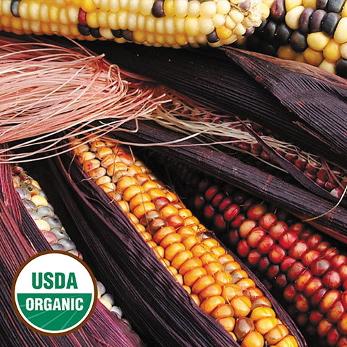 50 USDA Organic Seneca RED Stalker Indian Corn seeds USA heirloom Zea ...