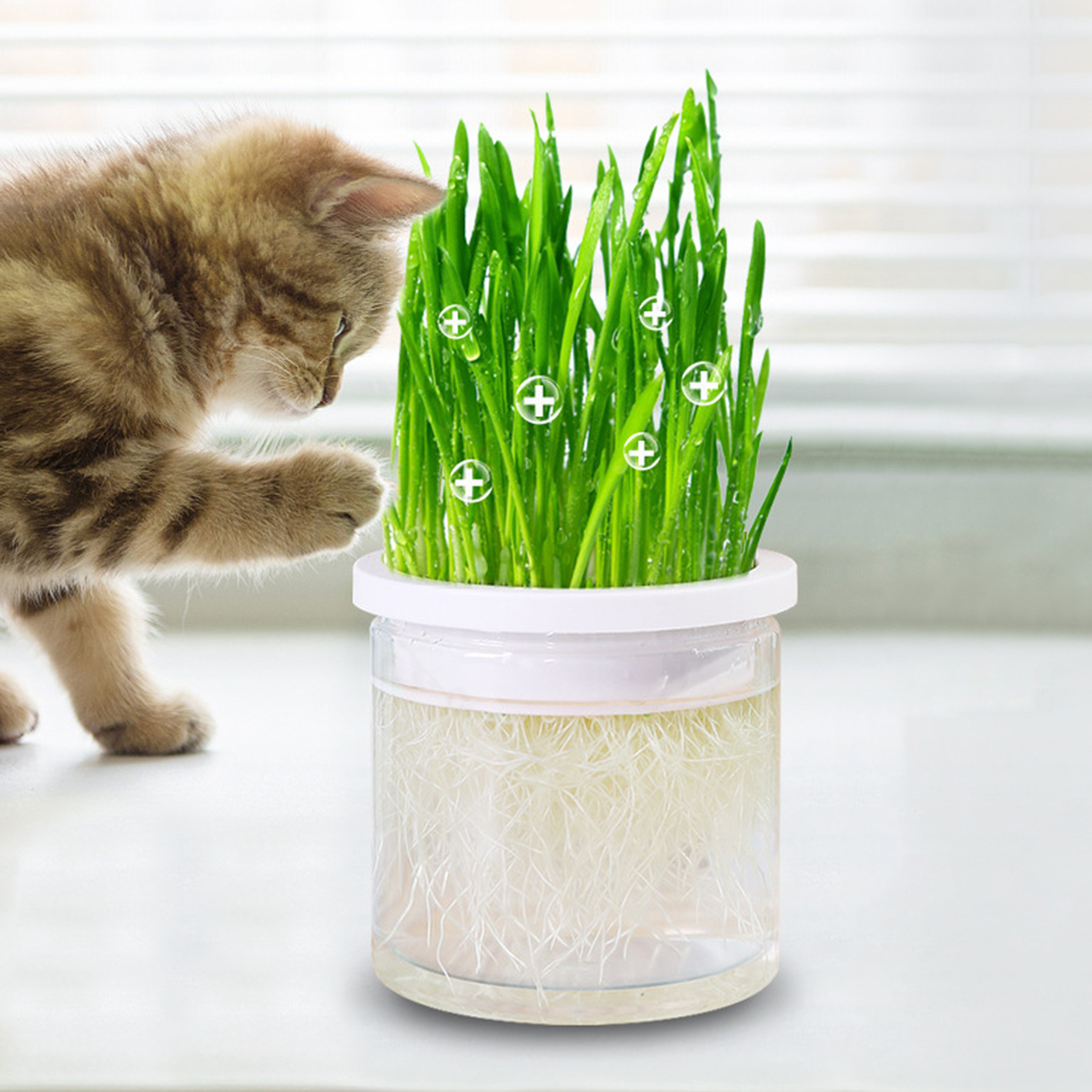 Plastic Catnip Planter Ventilated Hydroponics Plastic Catnip Grass Box ...