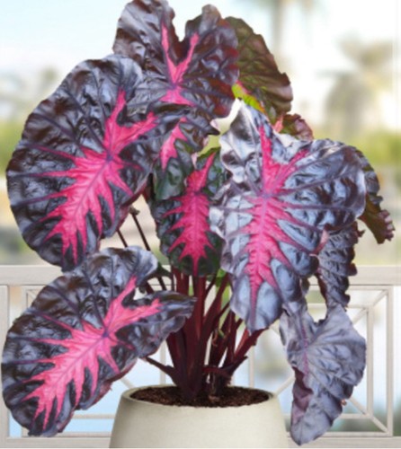 Redemption - Colocasia esculenta- Elephant Ear - SMALL ROOTED STARTER ...