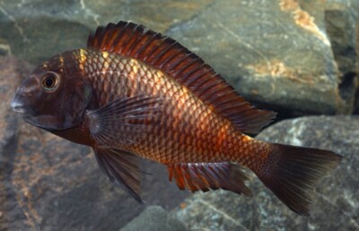 2"+ Firecracker Tropheus RARE Stunning Live Fish Unique African Cichlid ...