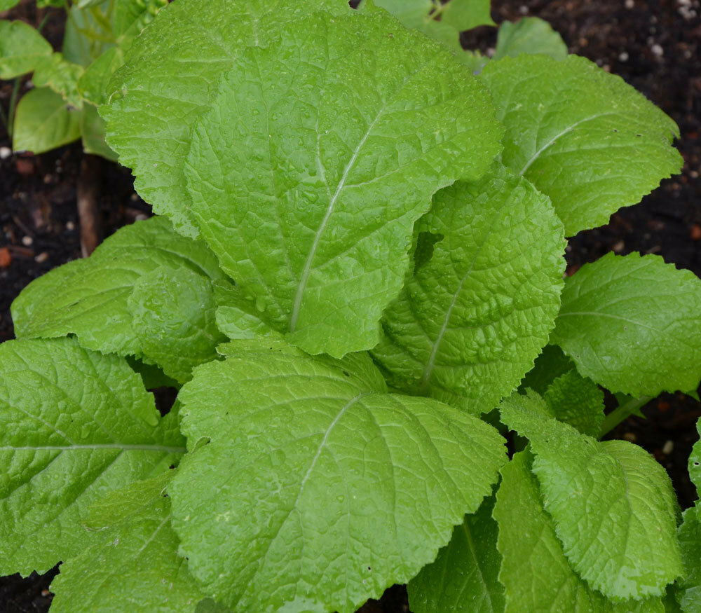 1200+ Organic Florida Broadleaf Mustard Green Seeds - Hột Cải Bẹ Xanh ...