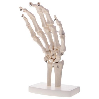 1:1 Lifesize Human Hand Model Anatomical Skeleton Model, School ...