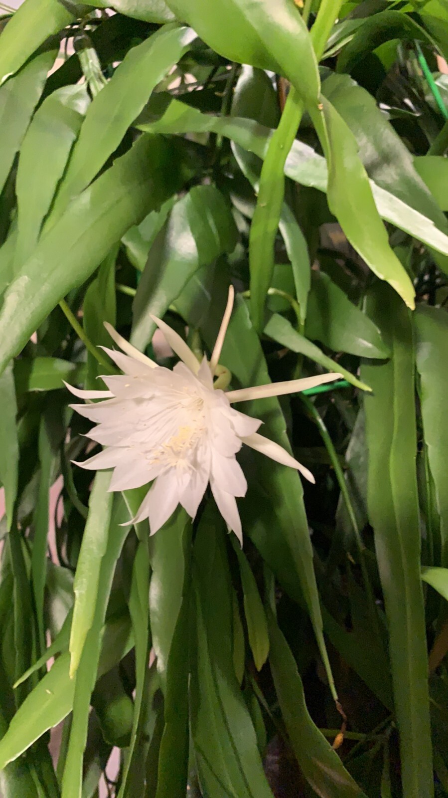 A Night Blooming Orchid Cactus, Cereus Epiphyllum Queen of the Night ...