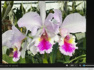C. labiata `September Mist' AM/AOS Cattleya Orchid Species Plant | eBay