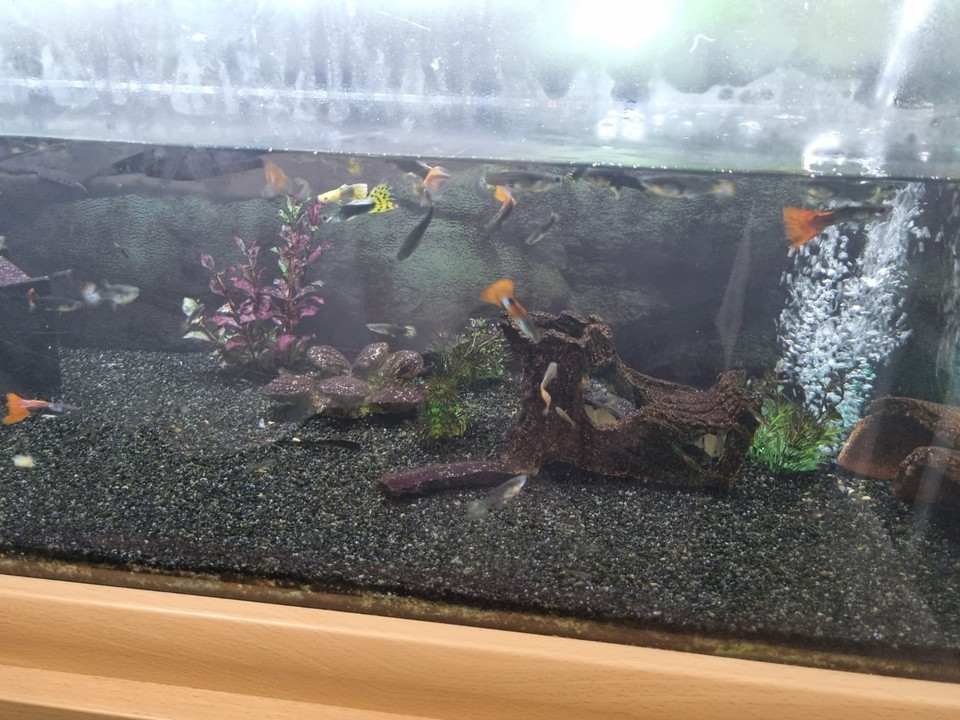 Oak Style Aquarium Fish Tank & Cabinet AQUA ONE Filter LED Lighting ...