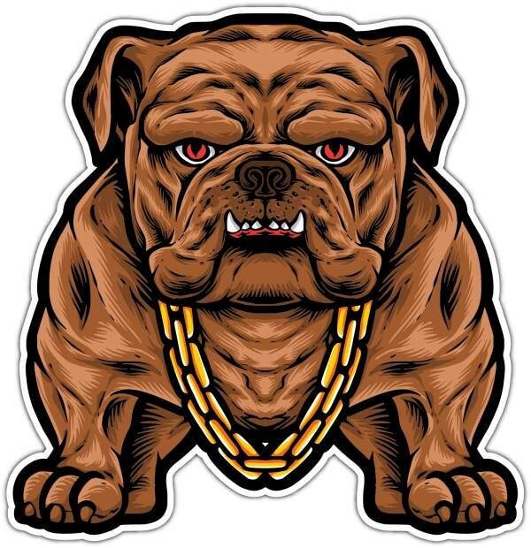 Bulldog Snarling 50+ English Bulldog Snarling Dog Bulldog Stock