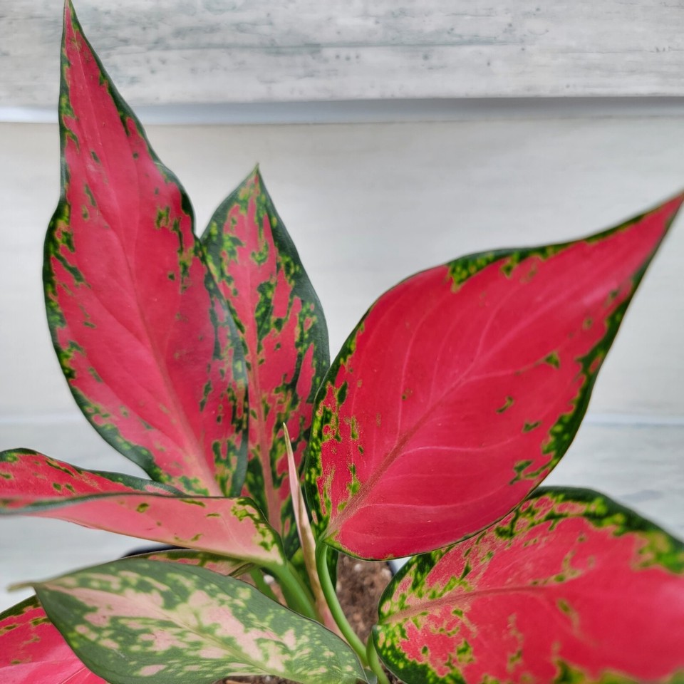 Aglaonema China Red, Red Chinese Evergreen plant in 3" Pot | eBay