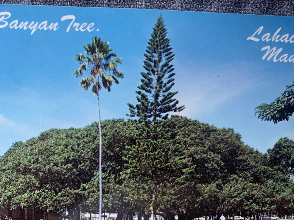 Indian Banyan Tree Lahaina HI Vintage Postcard | eBay