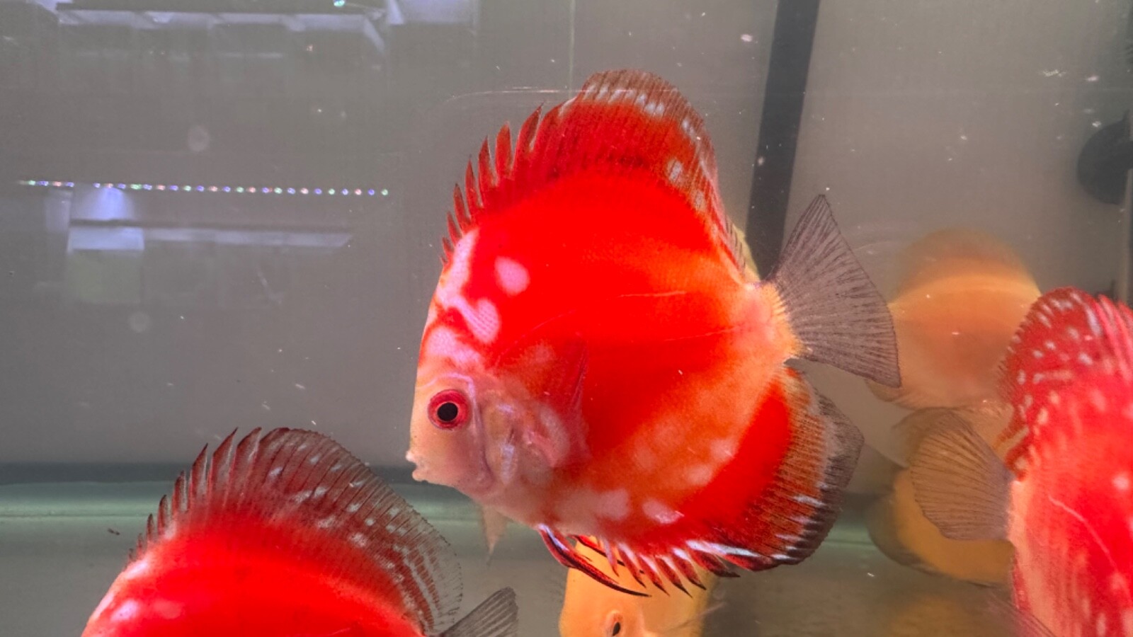 X4 Red Panda Discus 3.5 to 3.75” Fish Aquarium Overnight Shipping | eBay