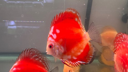 X4 Red Panda Discus 3.5 to 3.75” Fish Aquarium Overnight Shipping | eBay