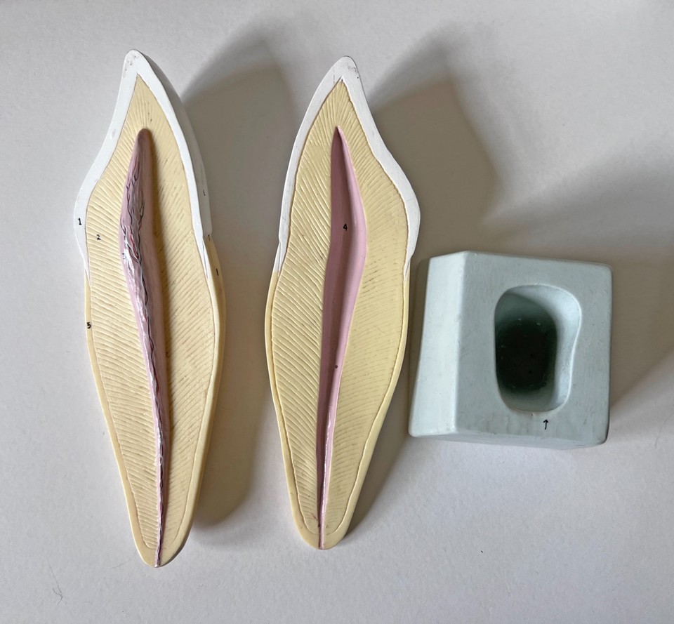 Human Tooth Models Set 5 Dental Anatomical Models Anatomy Vintage RARE ...