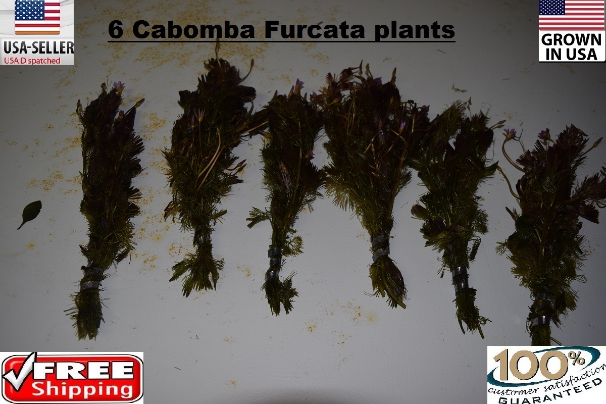 6 bunches RED Cabomba Furcata plants Easy Aquarium aquascaping planted ...