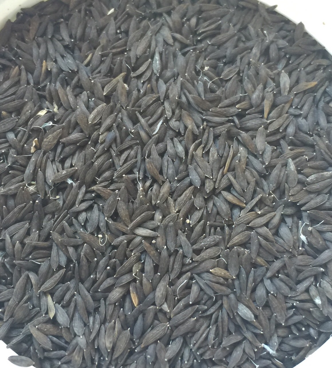 Chinese Stem Lettuce 200 seeds 莴笋 Wosun, celery lettuce, asparagus ...