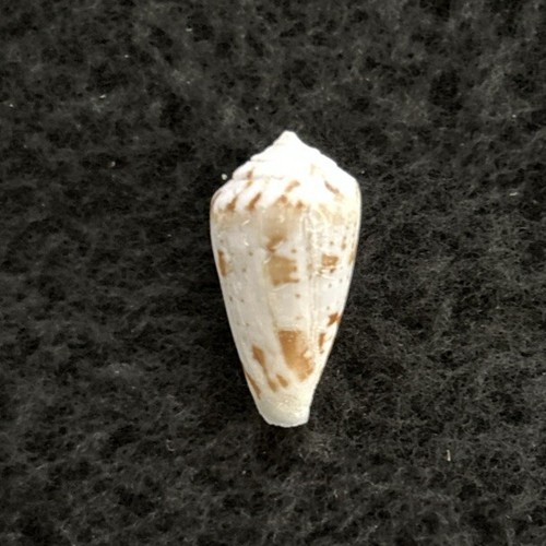 Conus Algoensis Scitulus 23 mm Cape Agulhas | eBay