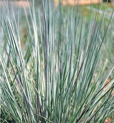 Ornamental Grass Seed - Andropogon Scoparius Prairie Blues seeds | eBay